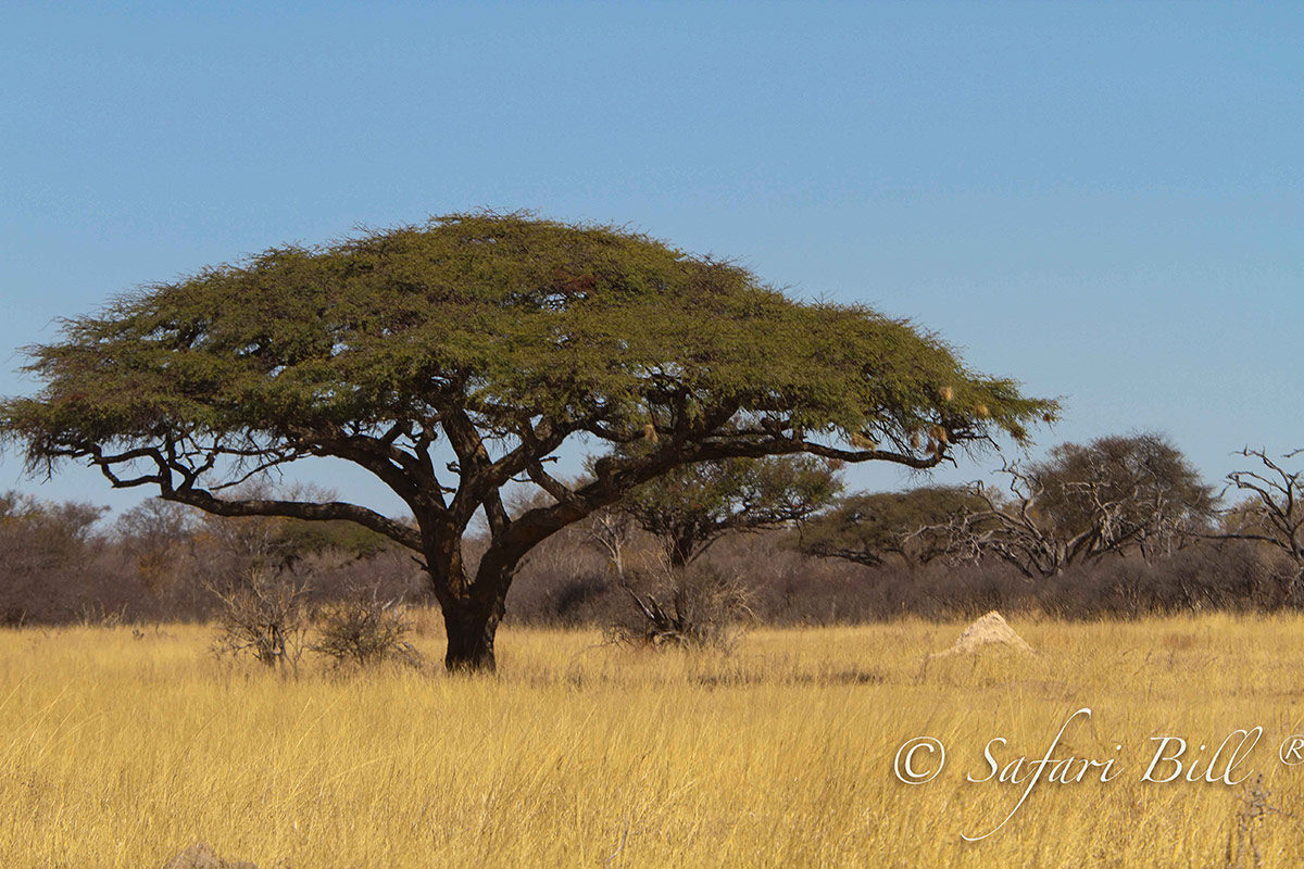 Acacia-tree_TarangireNationalPark_Tanzania – Safari Bill Africa